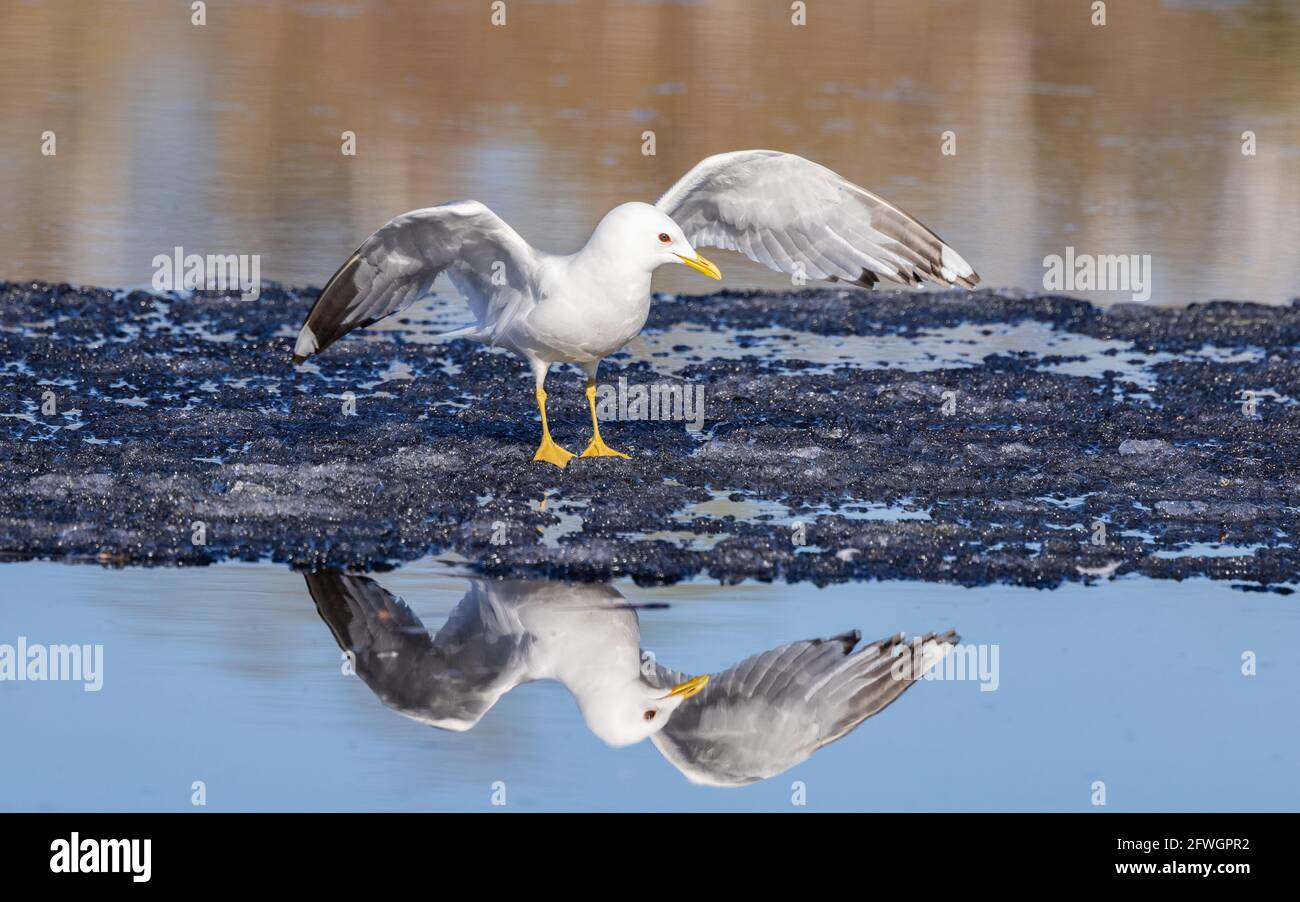 Common mew gull larus hi-res stock photography and images - Alamy