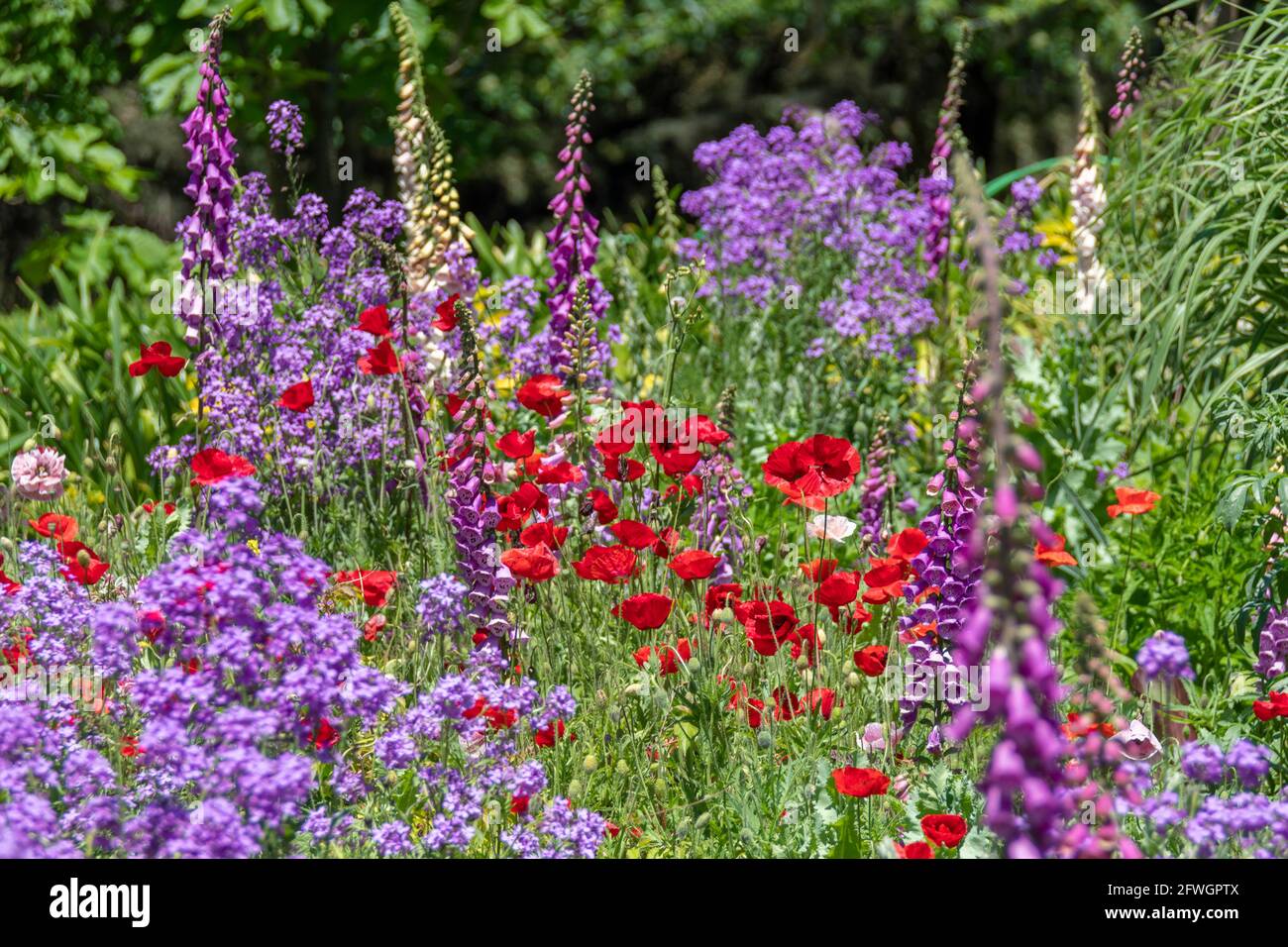 Colorful Spring Flowers Stock Photo - Alamy