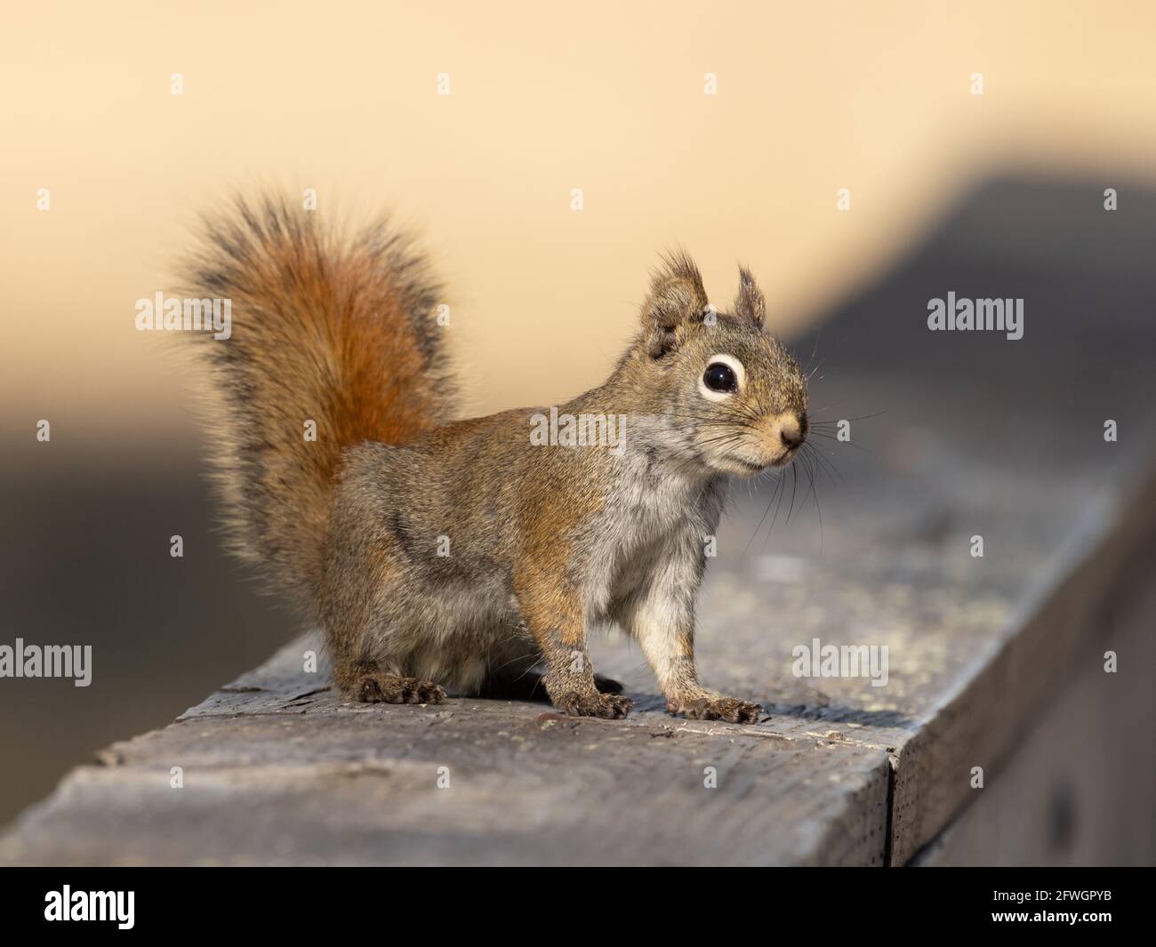 Chickaree squirrel hi-res stock photography and images - Alamy