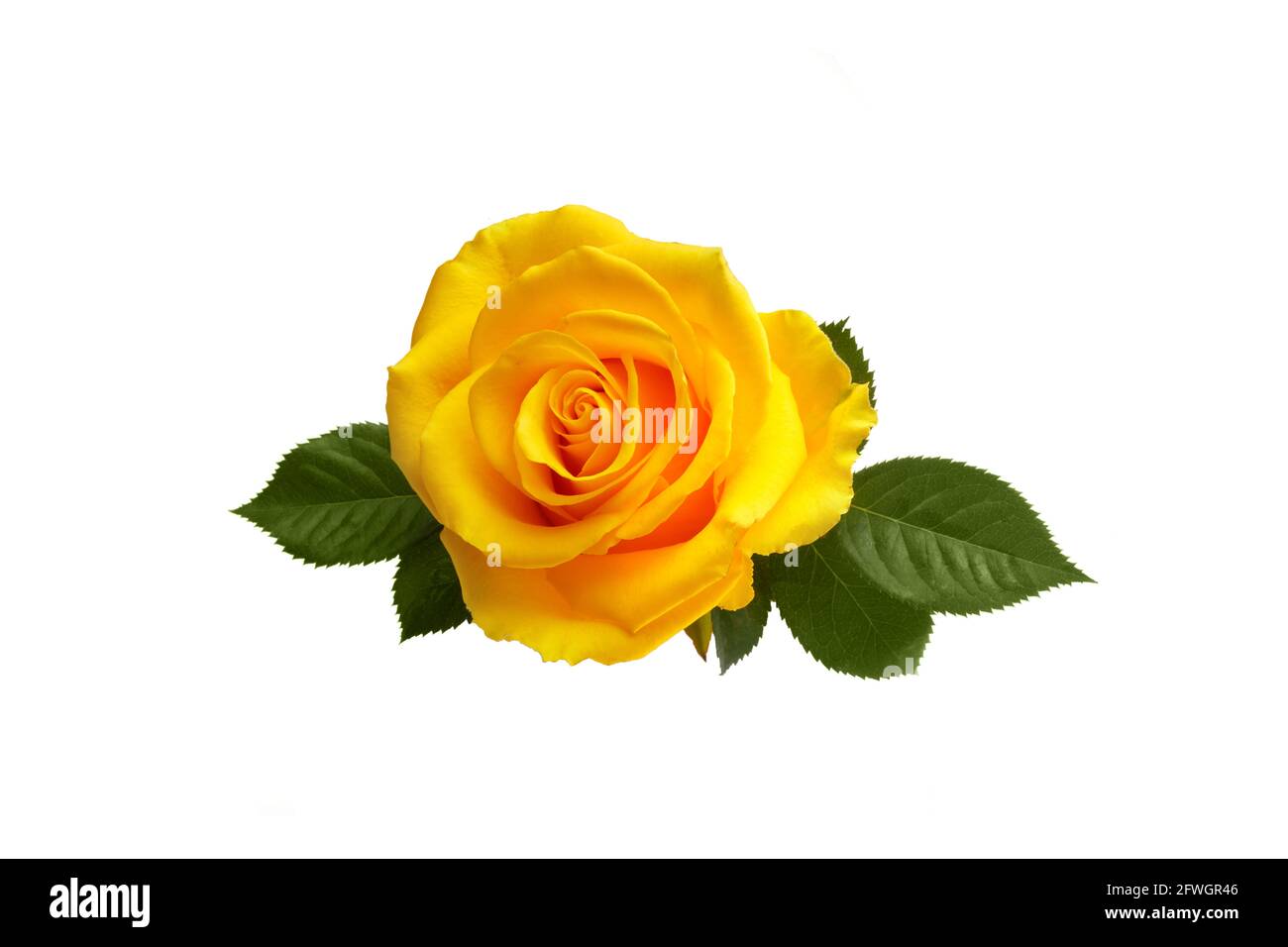 Beautiful yellow rose with leaves isolated on white background Stock ...