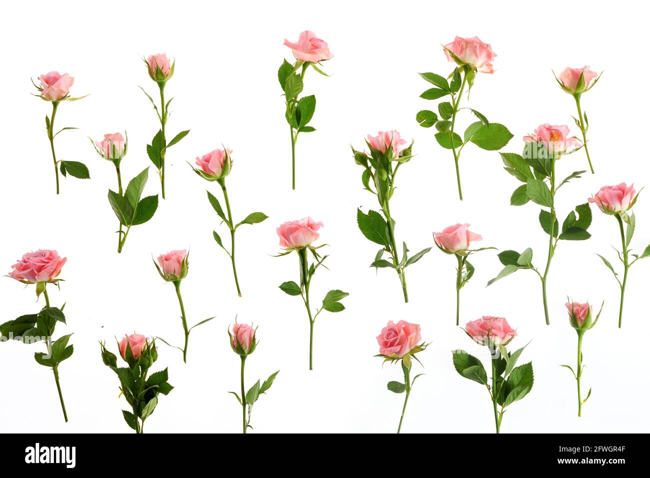 Pink roses on white background. Flat lay Stock Photo - Alamy