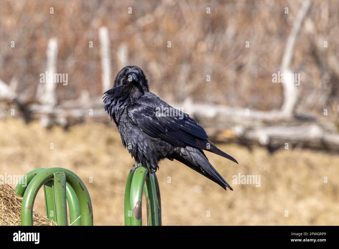 A Common Raven in Alaska Stock Photo - Alamy