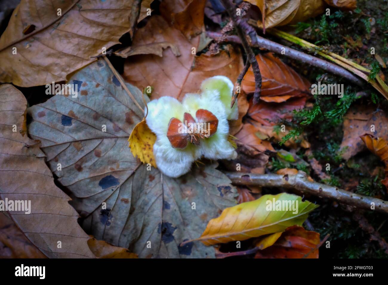 Chestnut in bloom Stock Photo - Alamy