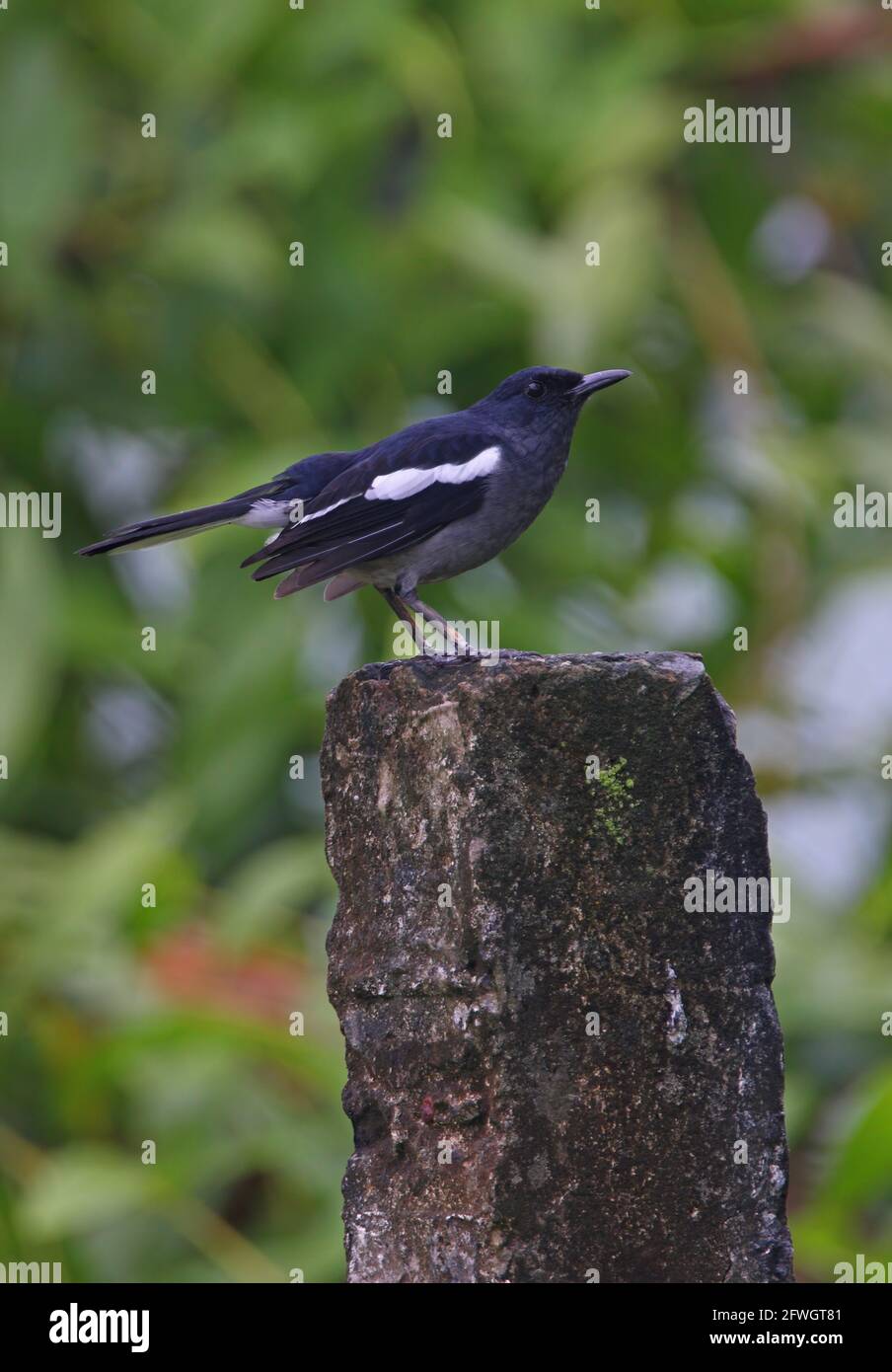 Oriental Magpie-robin (Copsychus saularis adamsi) female perched on ...
