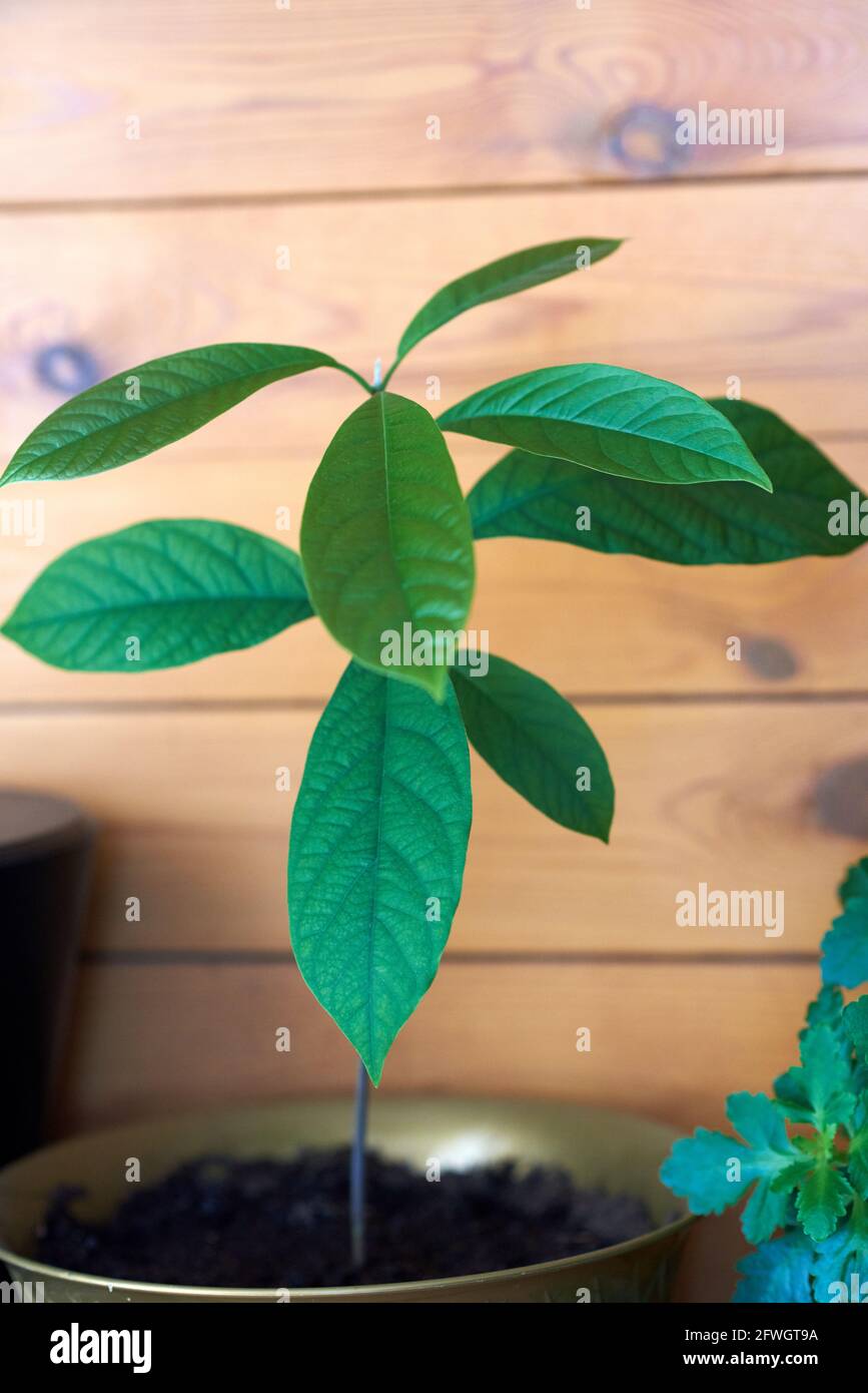 Avocado tree growing in a pot hi-res stock photography and images - Alamy