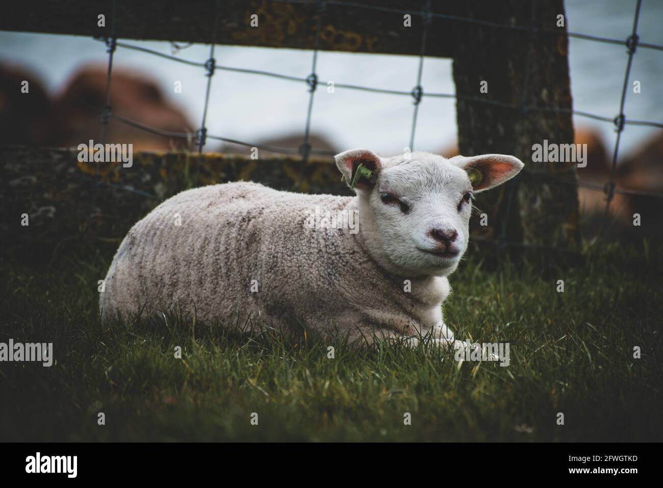 Cute white baby sheep lying on the grass in the field Stock Photo - Alamy