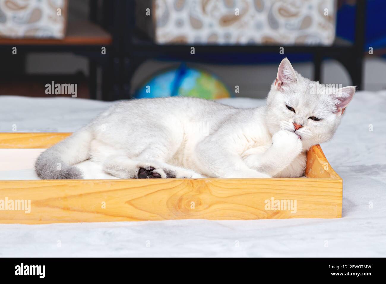Lazy white British cat lying on a tray. Relaxed, sleepy kitten, morning in the bedroom Stock ...