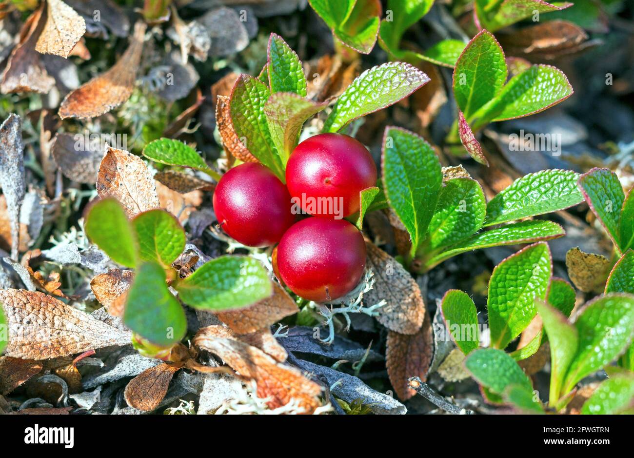Arctostaphylos alpinus hi-res stock photography and images - Alamy