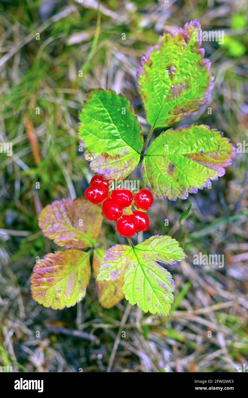 Stone Bramble (Rubus saxattilis) Photo: Bengt Ekman / TT / code 2706 ...