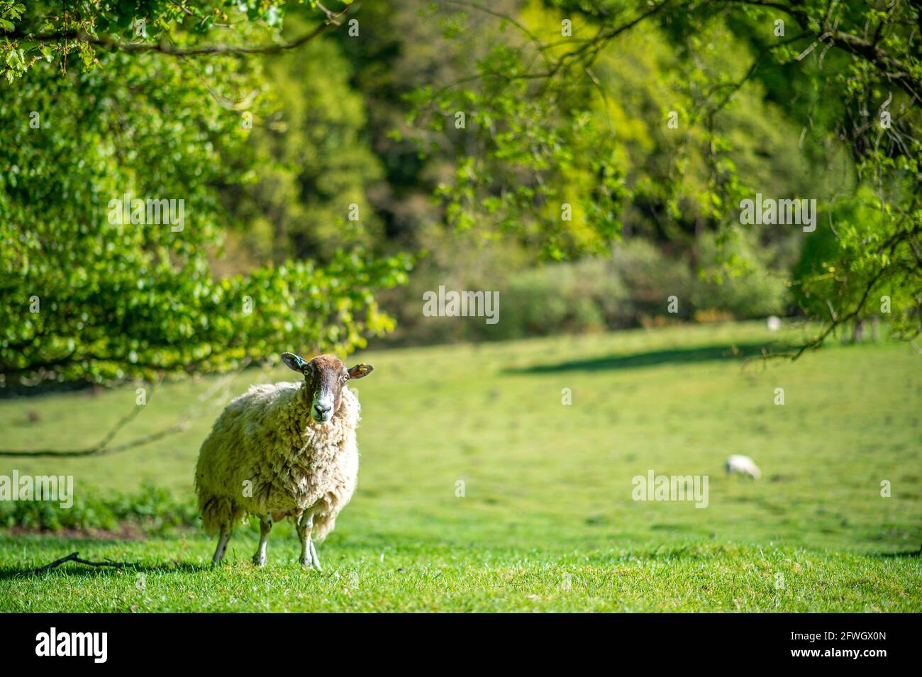 sheep in countryside with sunlight Stock Photo - Alamy