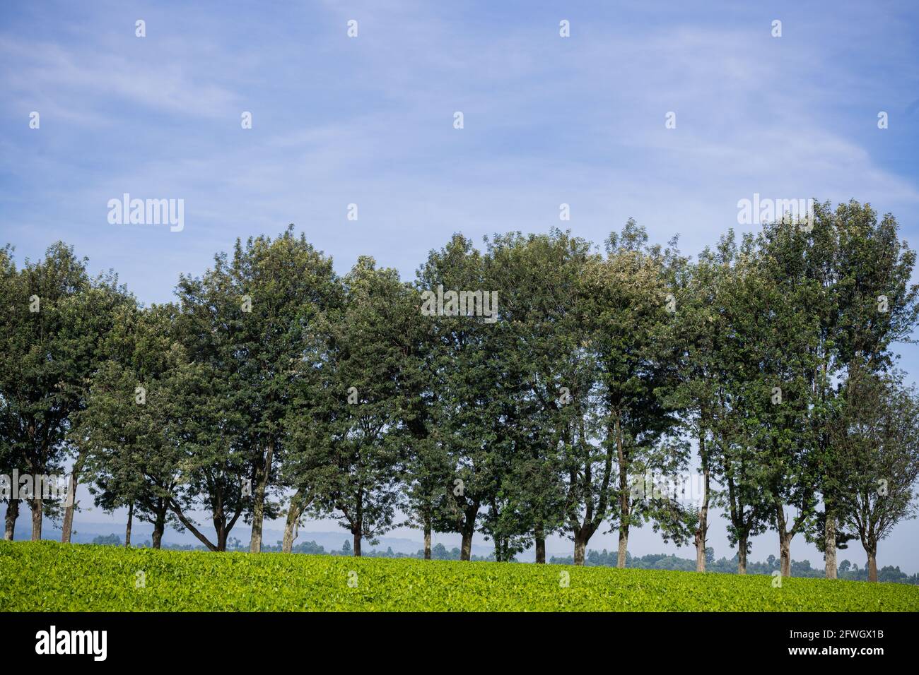 James finlay kericho hi-res stock photography and images - Alamy