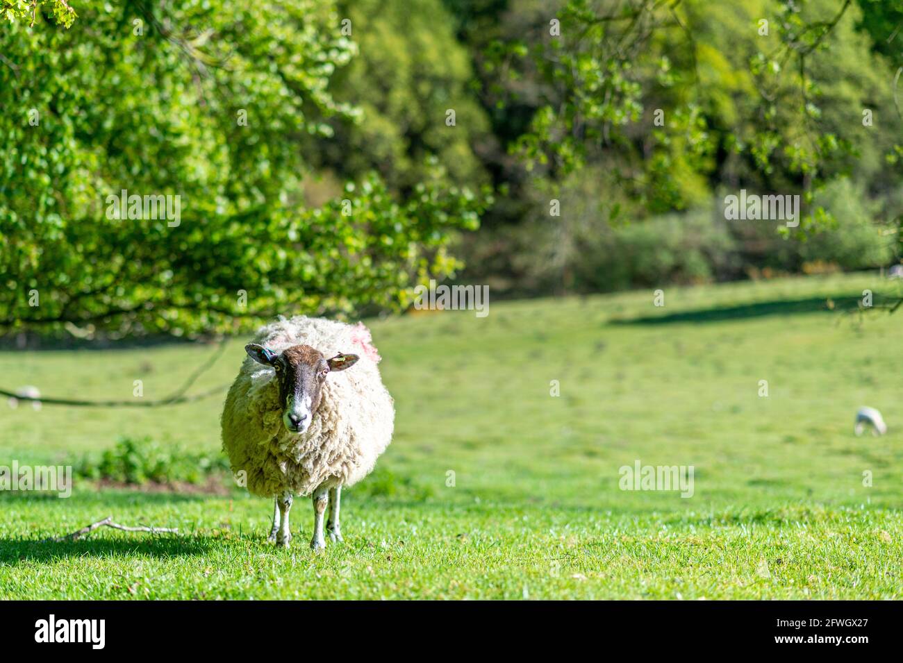 sheep in countryside with sunlight Stock Photo - Alamy