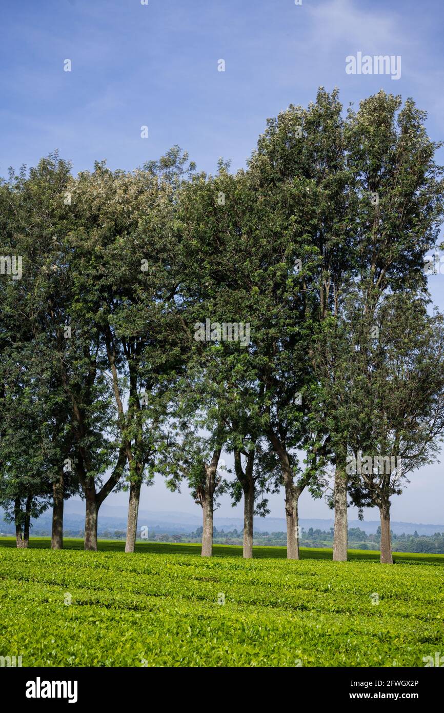 James finlay kericho hi-res stock photography and images - Alamy