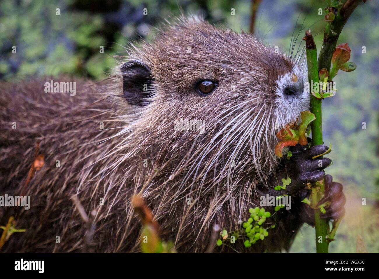 Nutria babies hi-res stock photography and images - Alamy