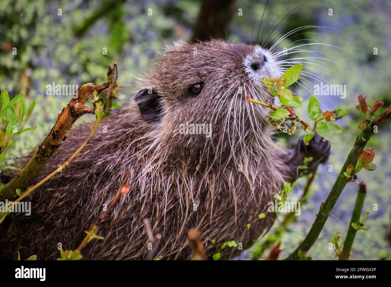 Nutria babies hi-res stock photography and images - Alamy