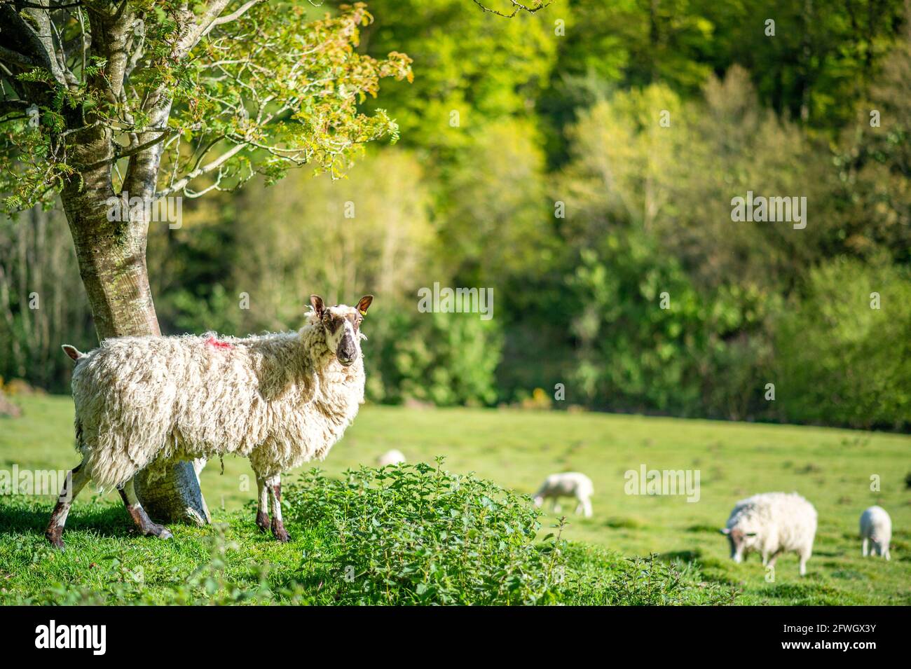sheep in countryside with sunlight Stock Photo - Alamy