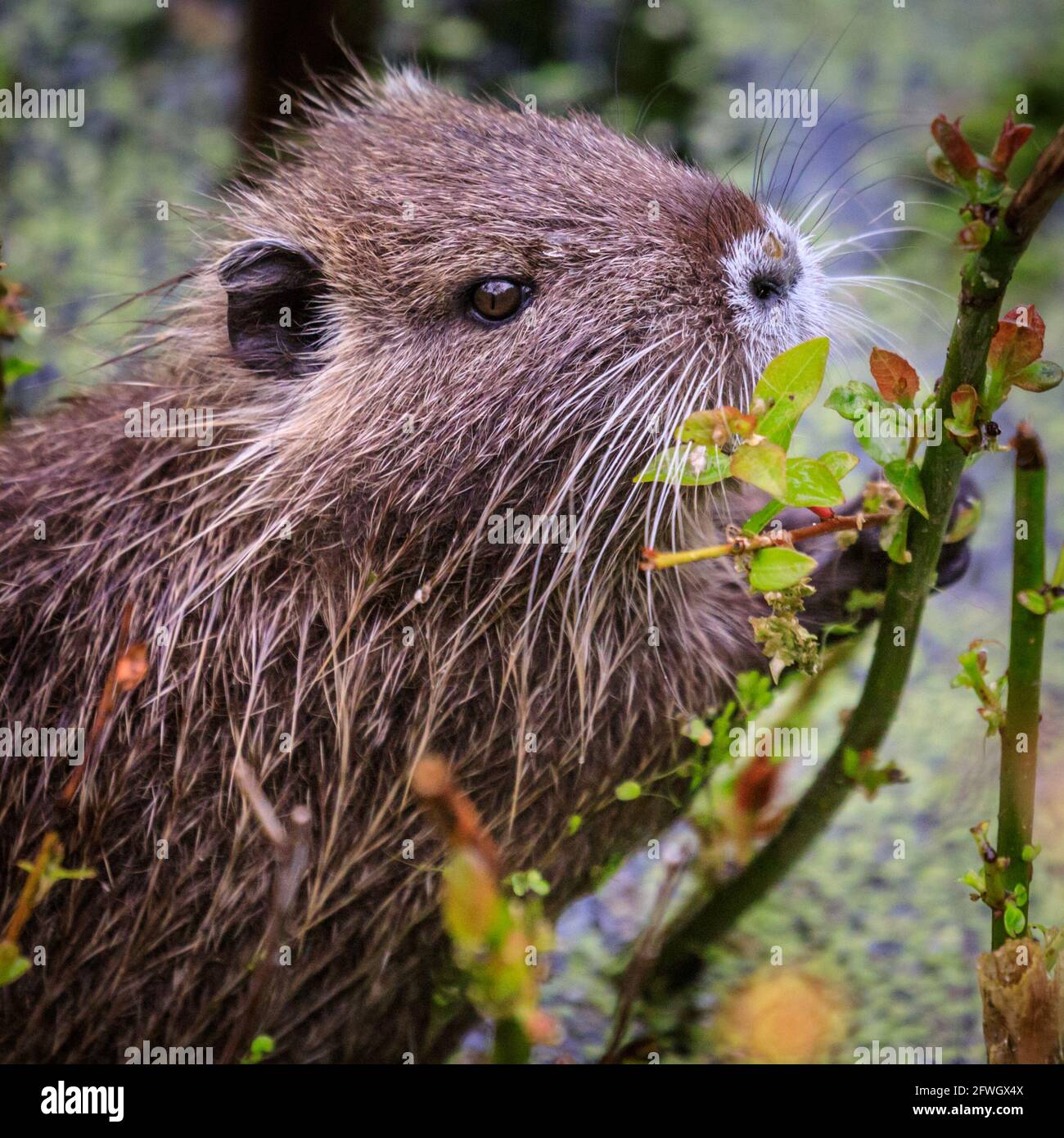 Nutria babies hi-res stock photography and images - Alamy