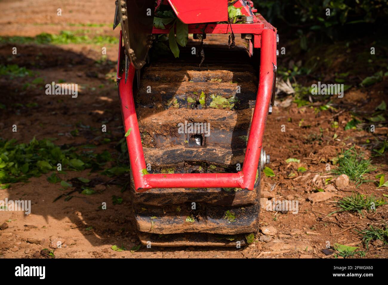 Kericho County Tea Farm Estate Plantation Machine Plucking The Leaves ...