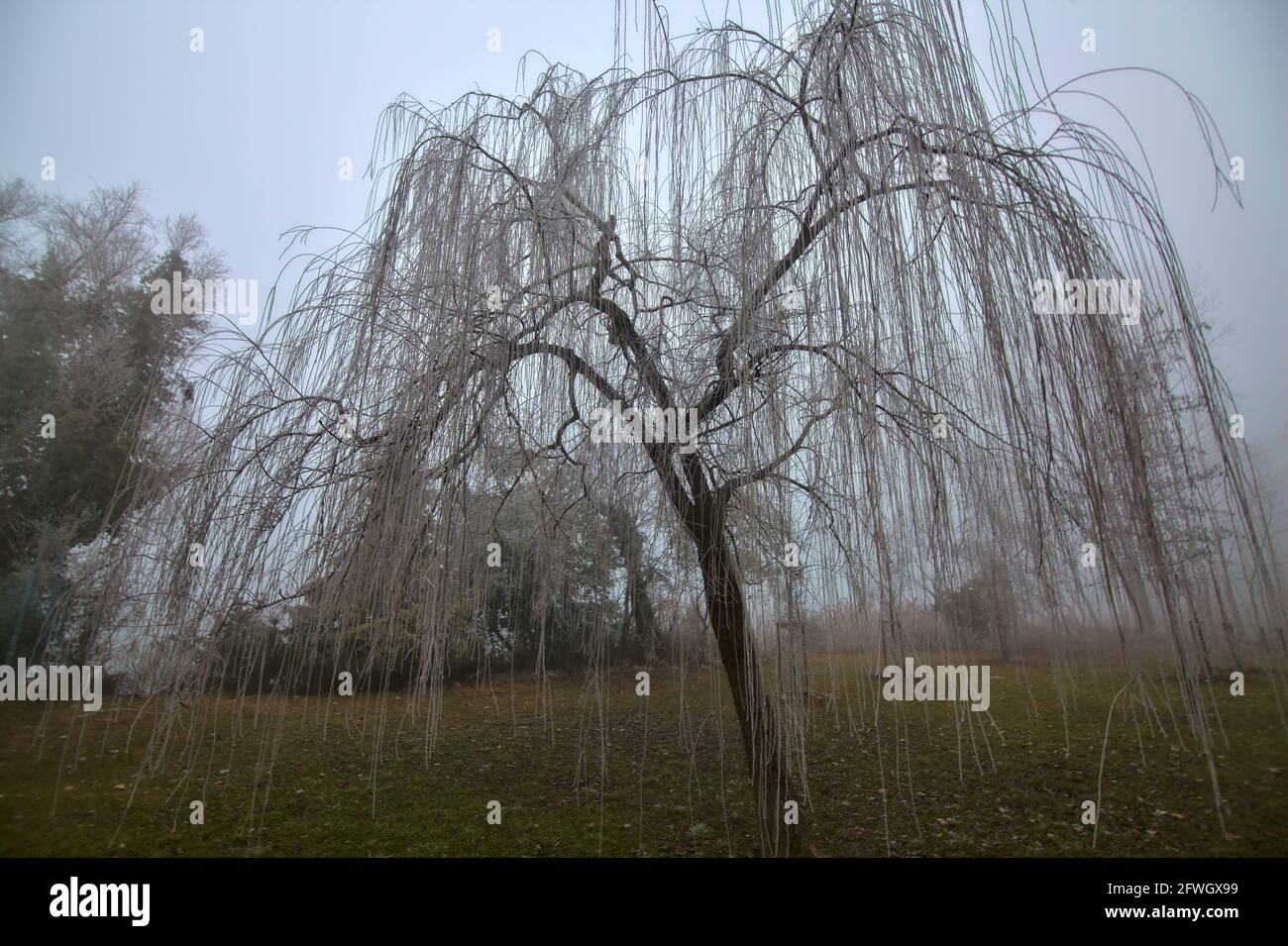 Weeping willow with frozen branches after a frost on a foggy day Stock ...