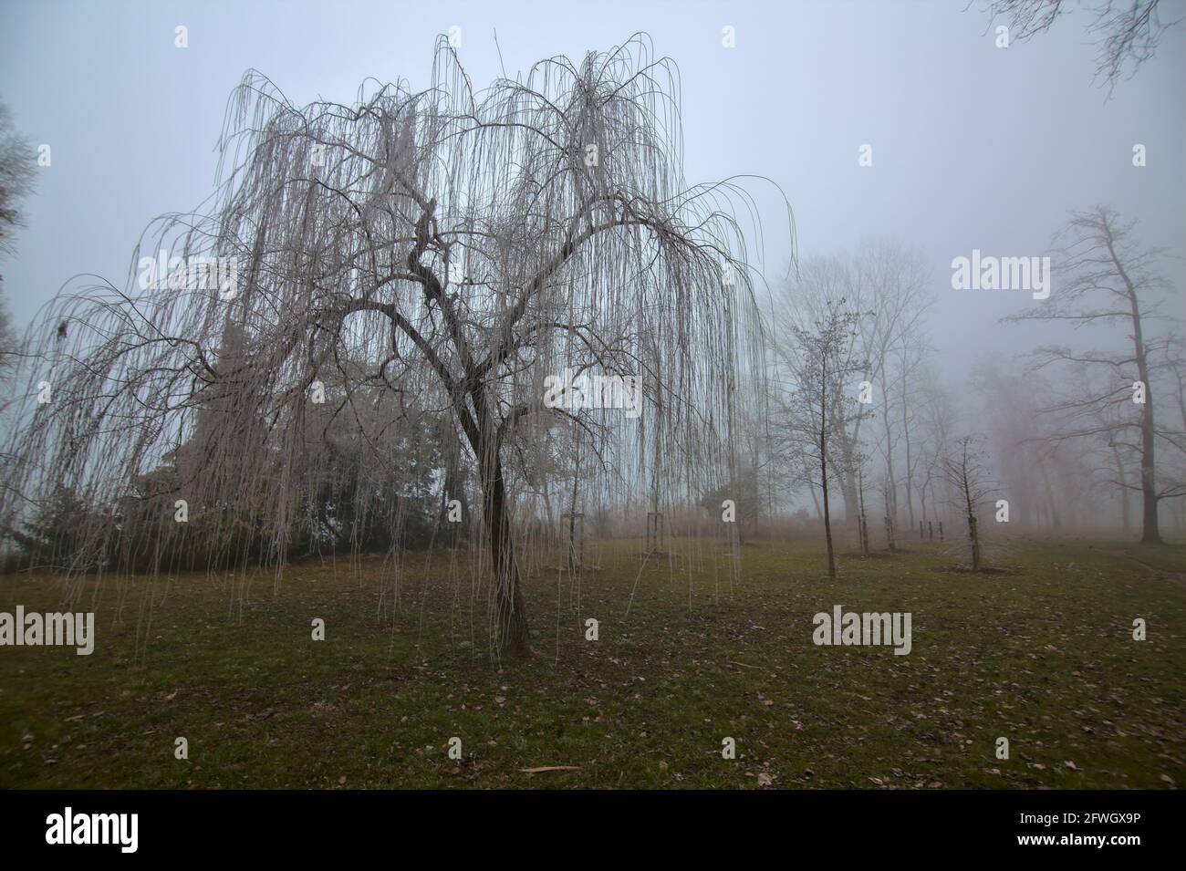 Weeping willow with frozen branches after a frost on a foggy day Stock ...