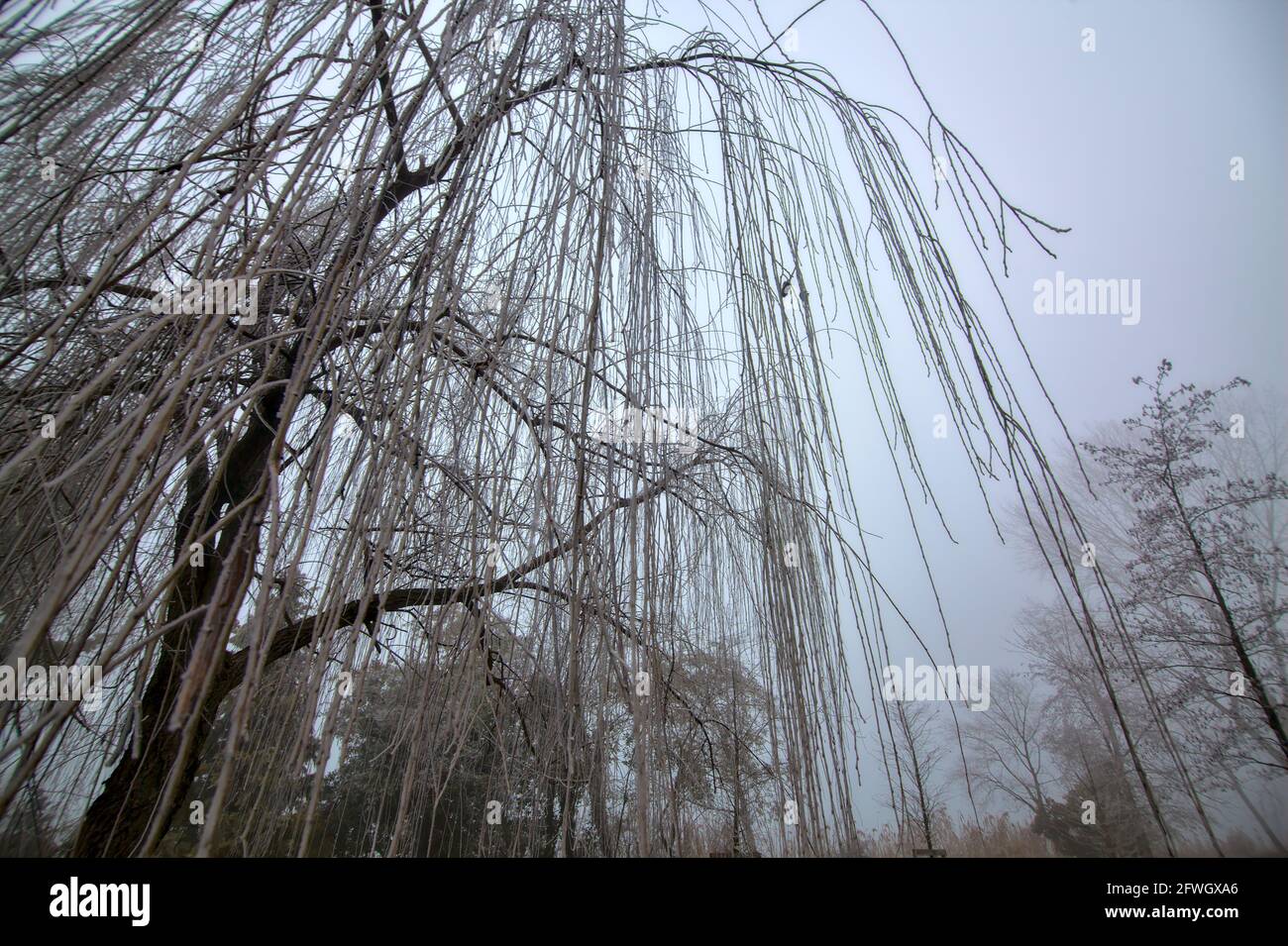 Weeping willow with frozen branches after a frost on a foggy day Stock ...
