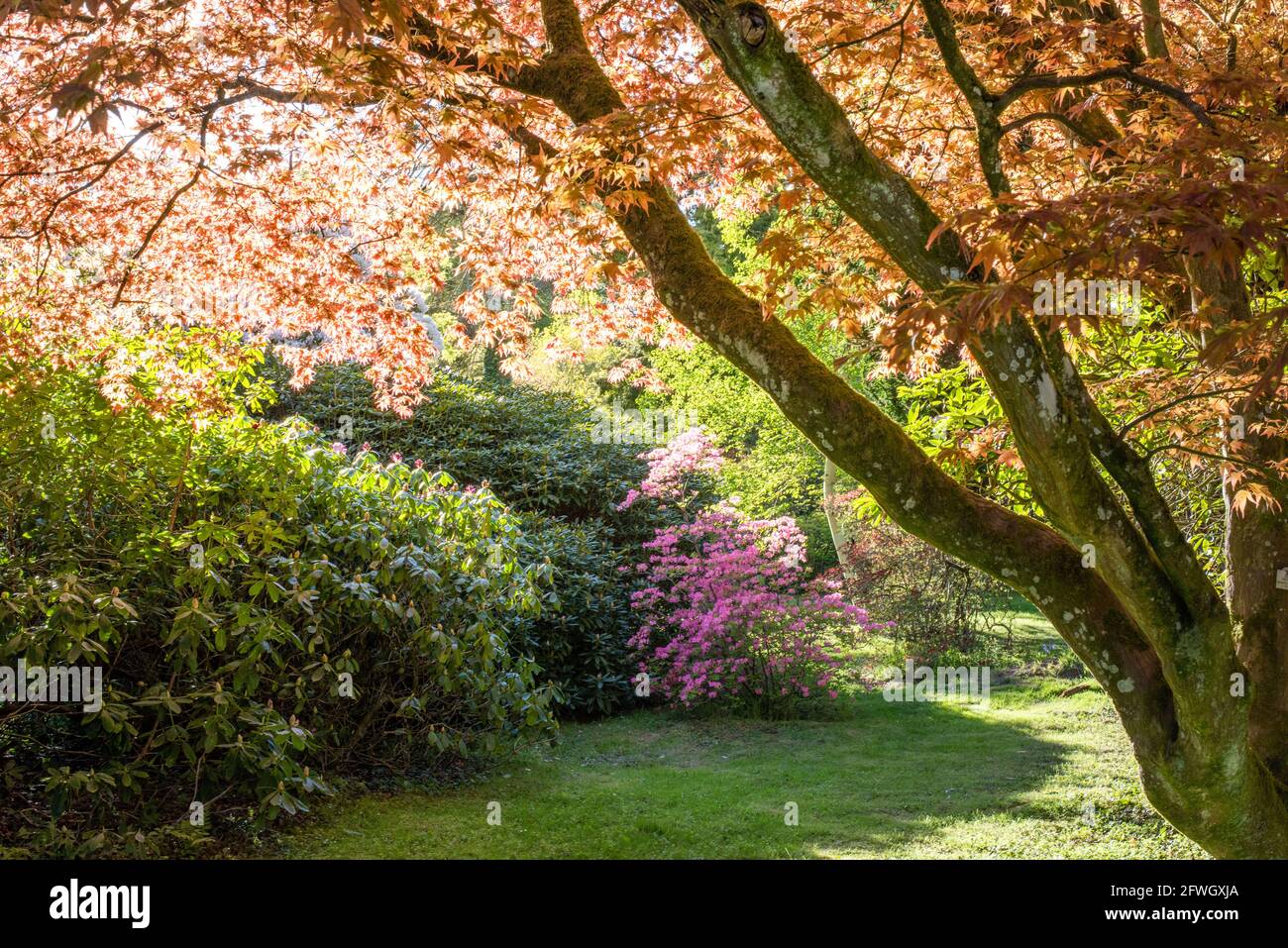 Copper beech spring garden hi-res stock photography and images - Alamy