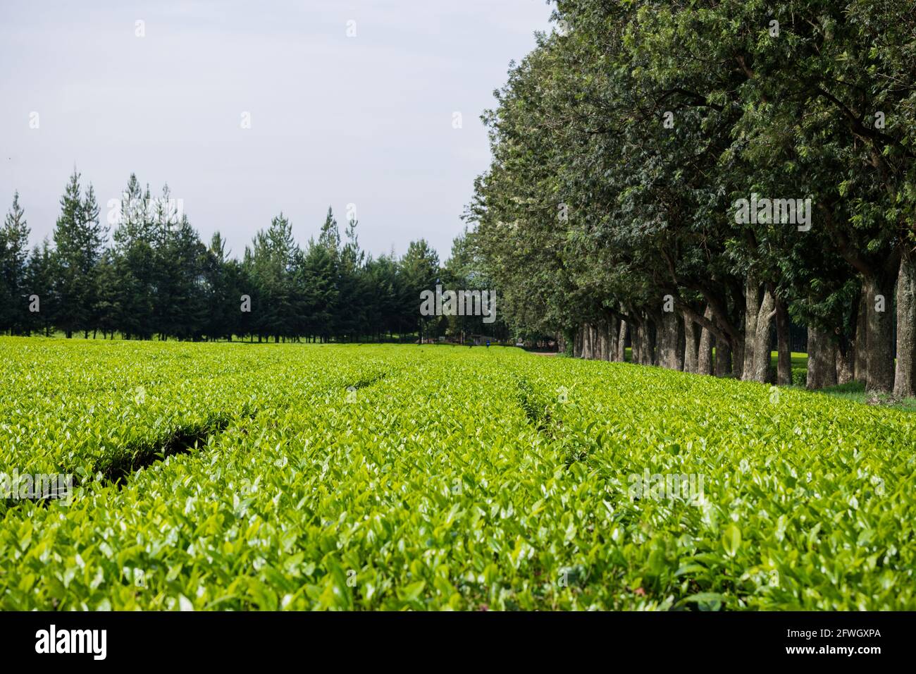 James finlay tea kericho hi-res stock photography and images - Alamy