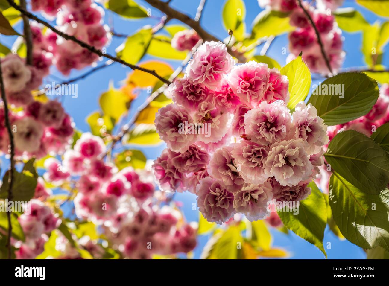 Blossoming fruit tree with white pink looking up background Stock Photo ...