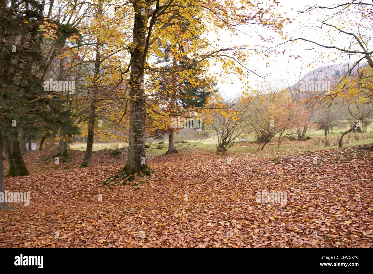 landscape fresh air autumn leaf fall tall trees nature Stock Photo - Alamy