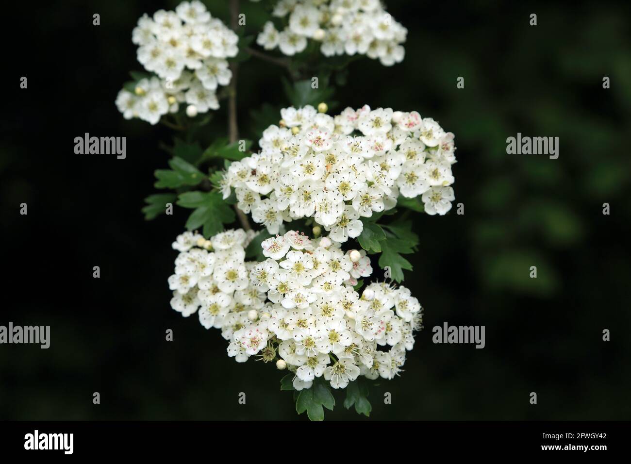 Uk hawthorn hedgerow garden hi-res stock photography and images - Alamy