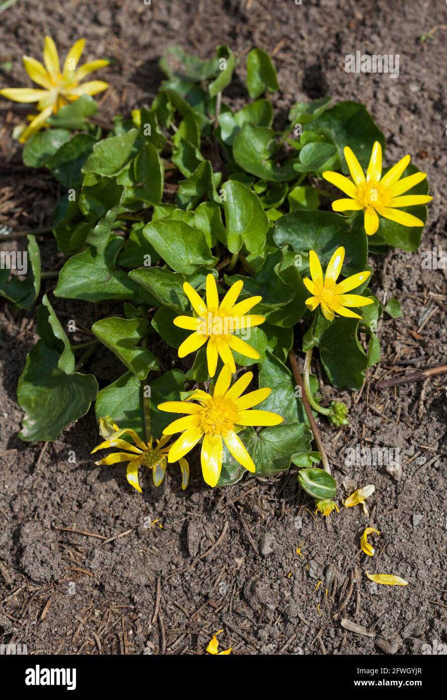FICARIA VERNA Pilewort Stock Photo - Alamy