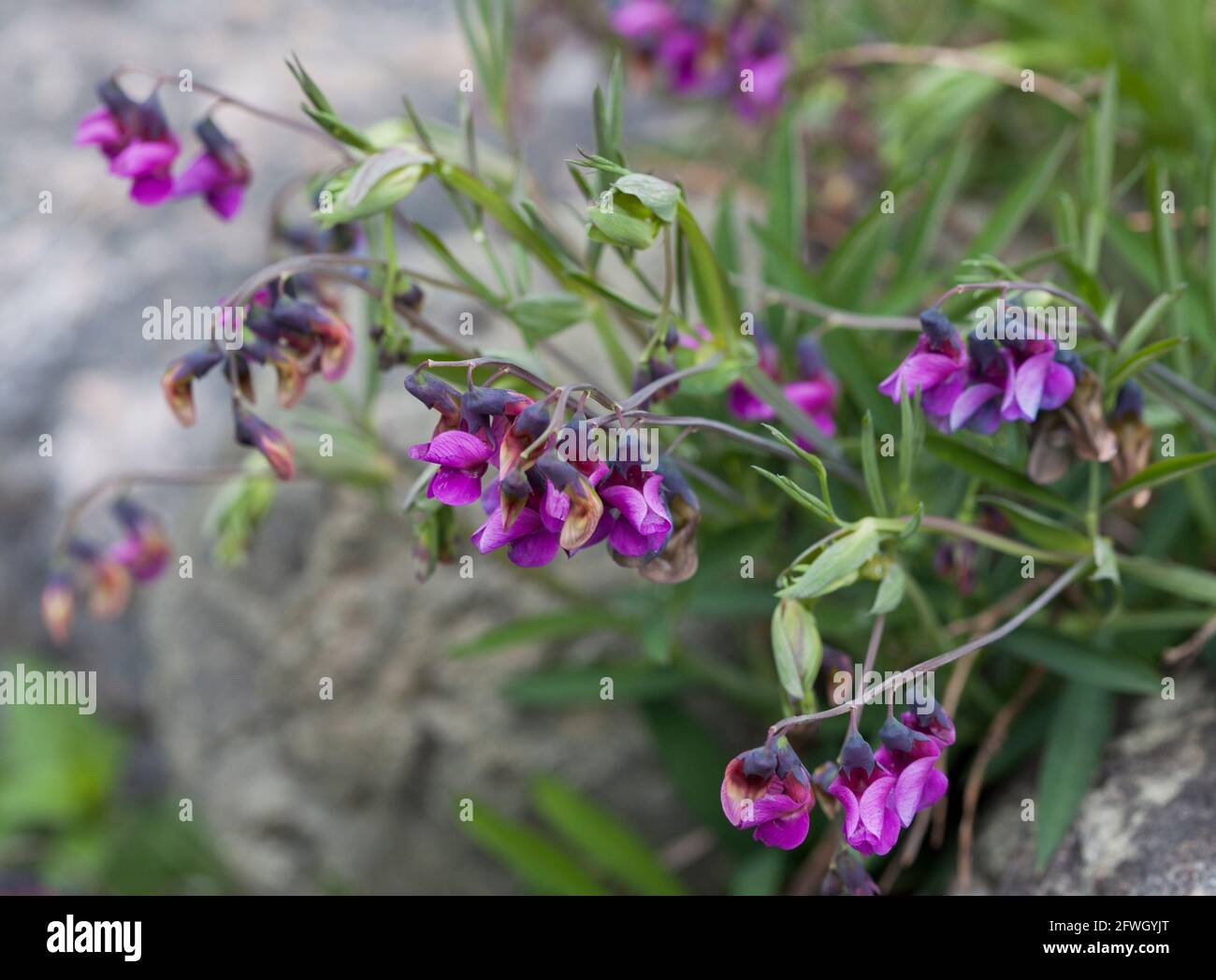Lathyrus plant hi-res stock photography and images - Alamy