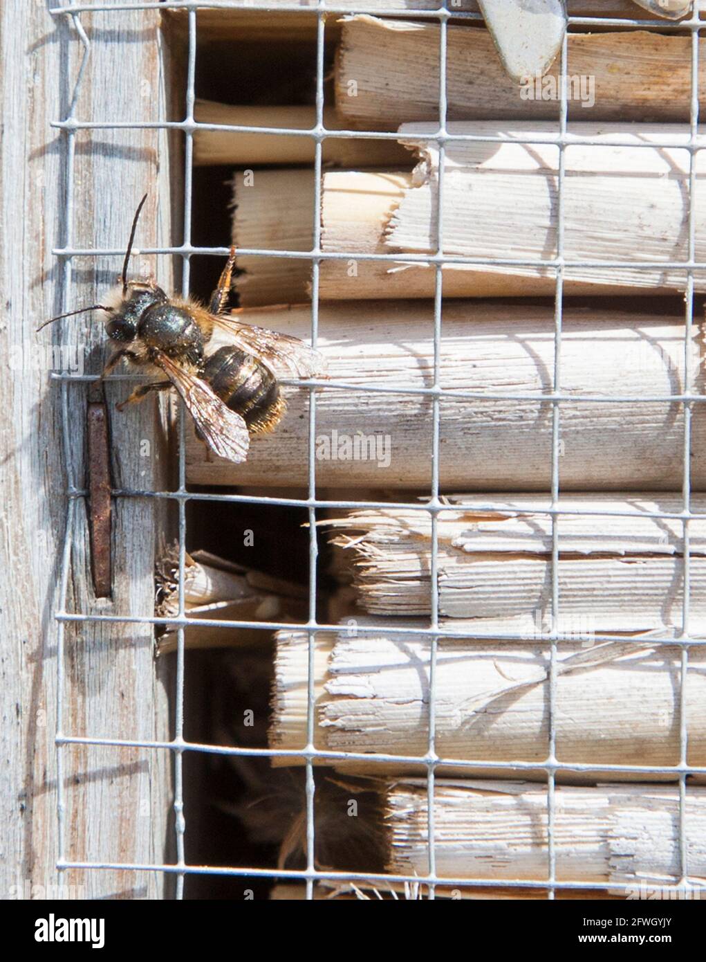 Mason bee builder bee osmia hi-res stock photography and images - Alamy