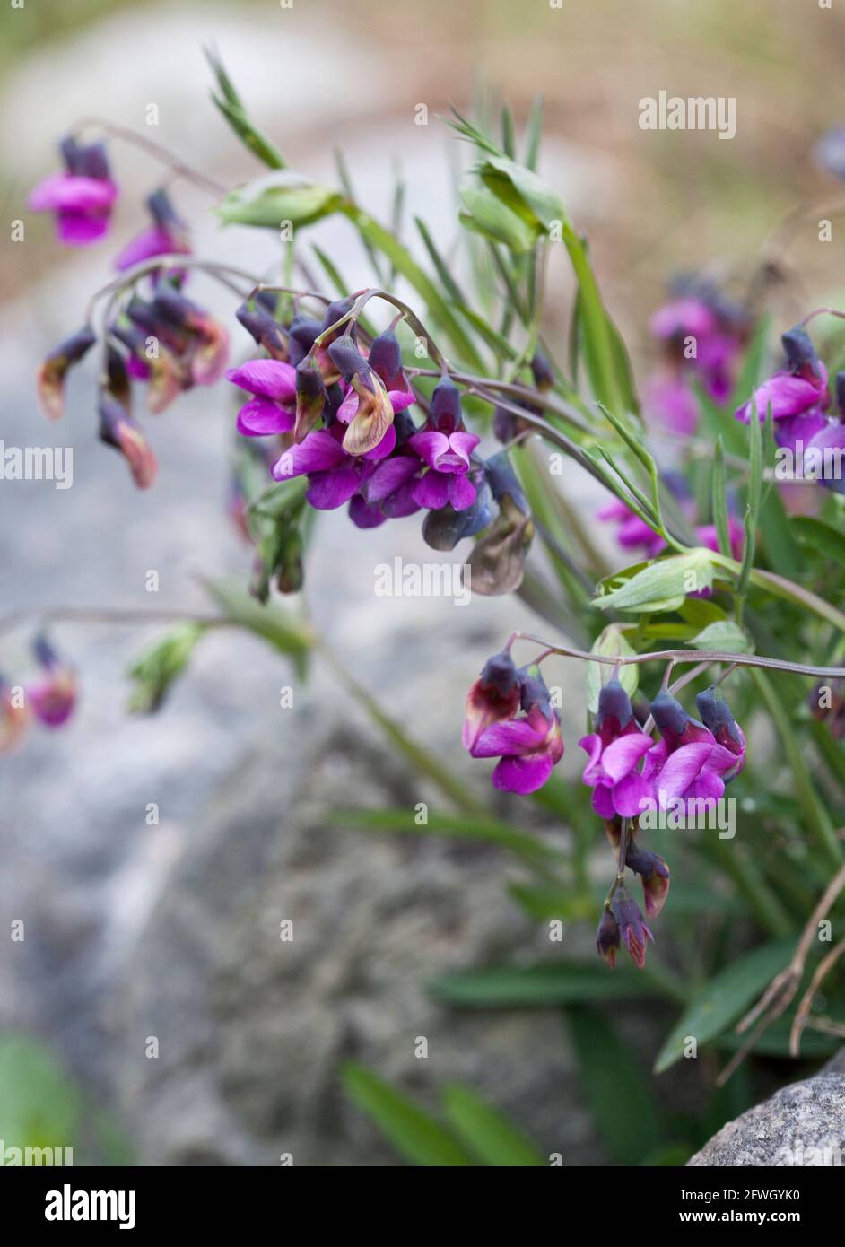Lathyrus plant hi-res stock photography and images - Alamy