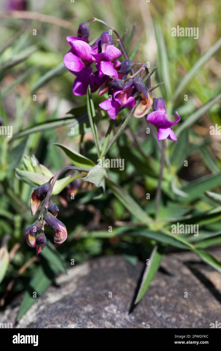 Lathyrus plant hi-res stock photography and images - Alamy