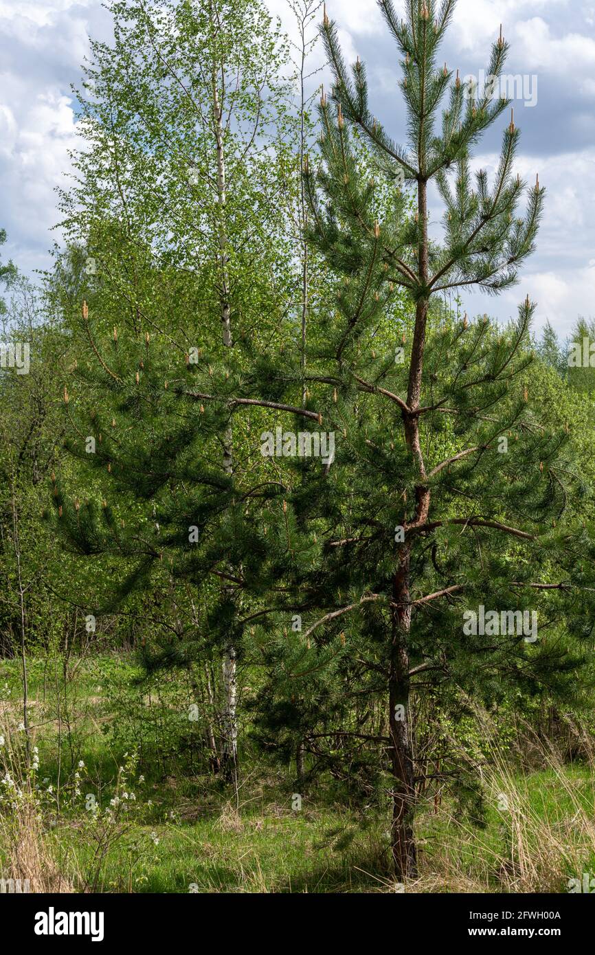 Pine tree in nature hi-res stock photography and images - Alamy