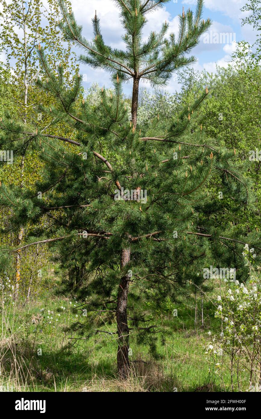 Pine tree in nature hi-res stock photography and images - Alamy