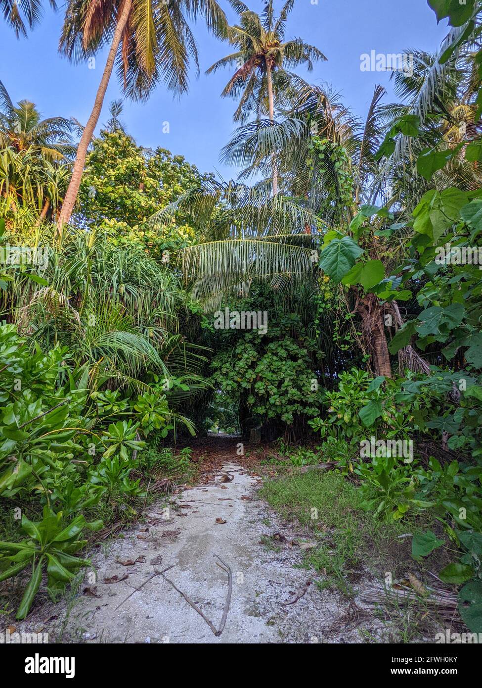 Tropical forest walk path, road between palm coconut trees, exotic ...