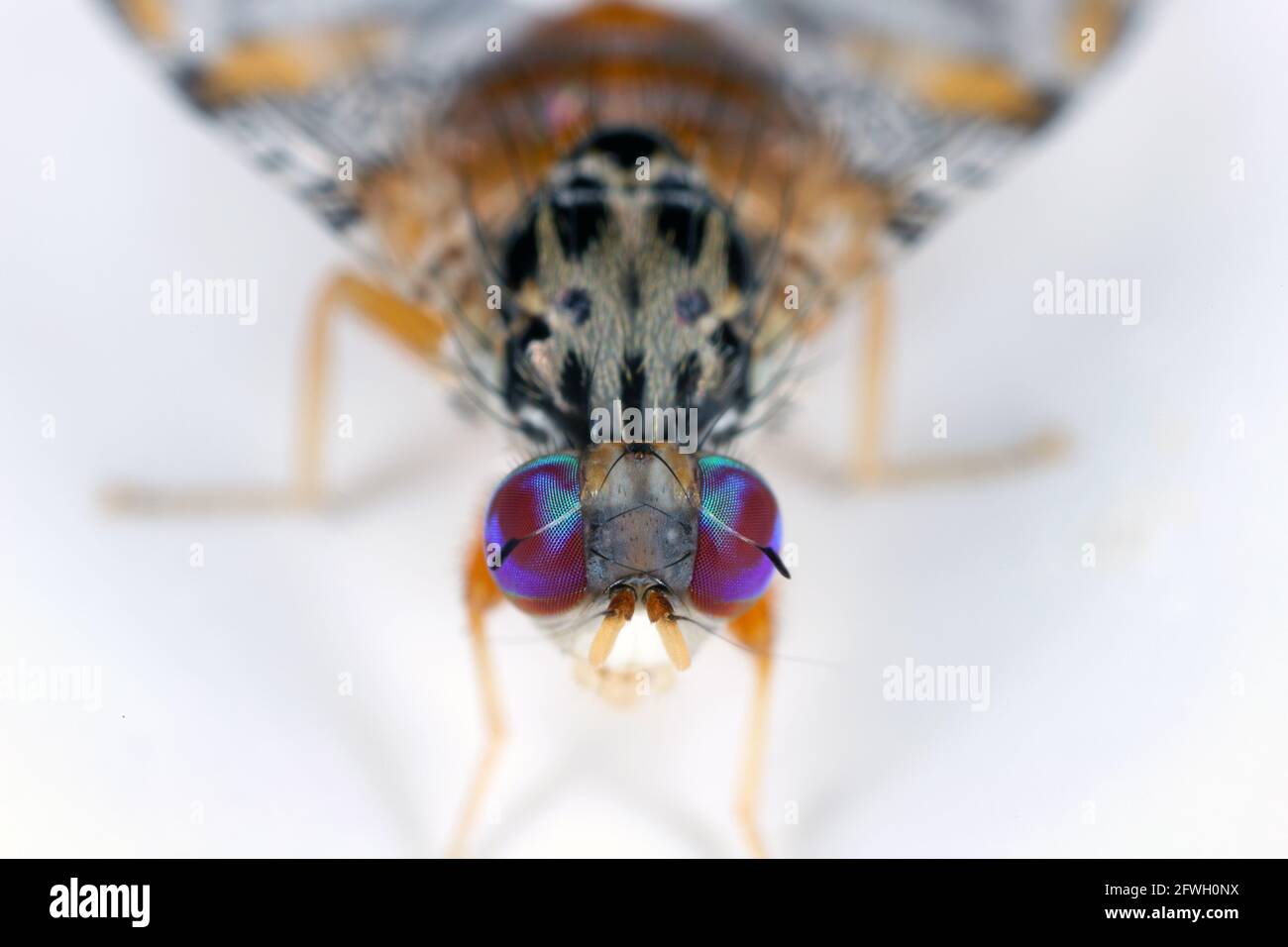 Mediterranean fruit fly or medfly (Ceratitis capitata) is considered to ...