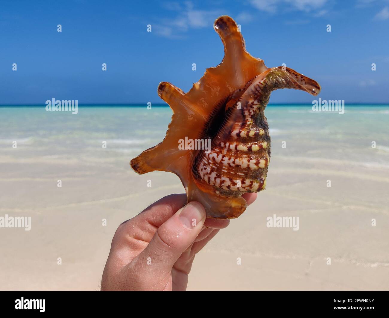 Tropical island shell, exotic Maldives atoll archipelago ocean sea ...