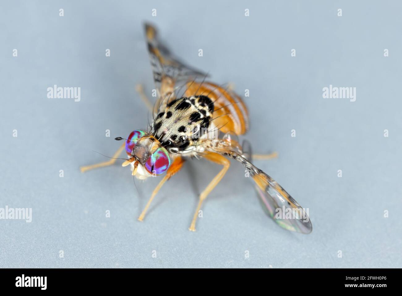 Mediterranean fruit fly or medfly (Ceratitis capitata) is considered to ...