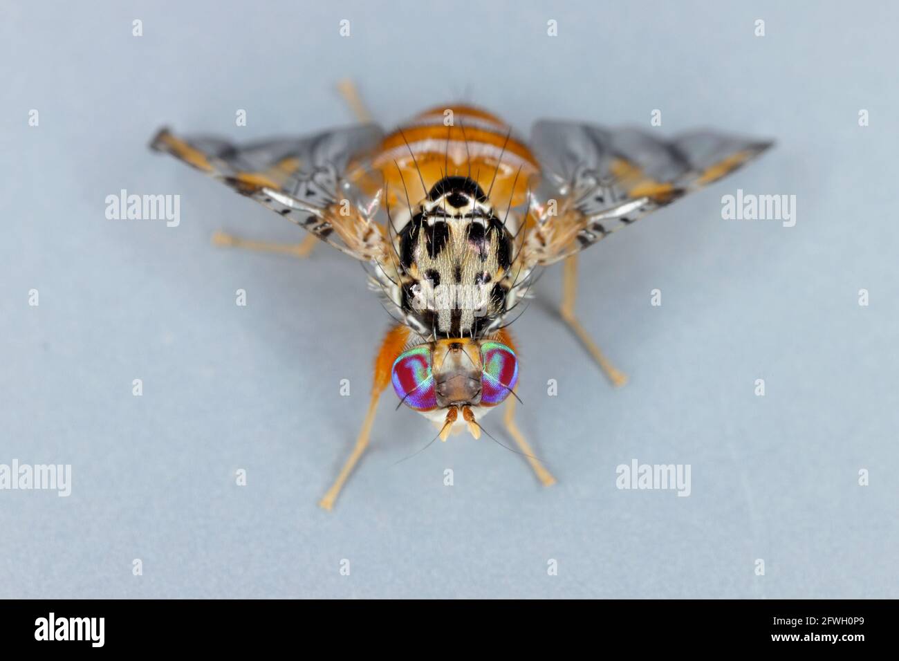 Mediterranean fruit fly or medfly (Ceratitis capitata) is considered to ...