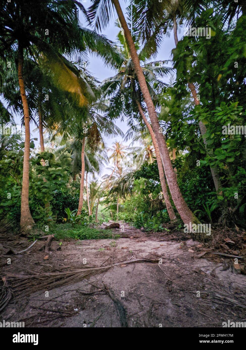 Tropical forest walk path, road between palm coconut trees, exotic ...