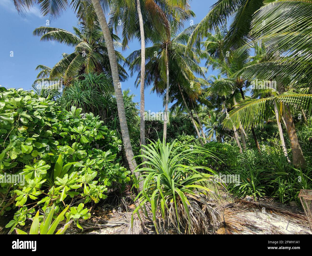 Tropical forest walk path, road between palm coconut trees, exotic ...