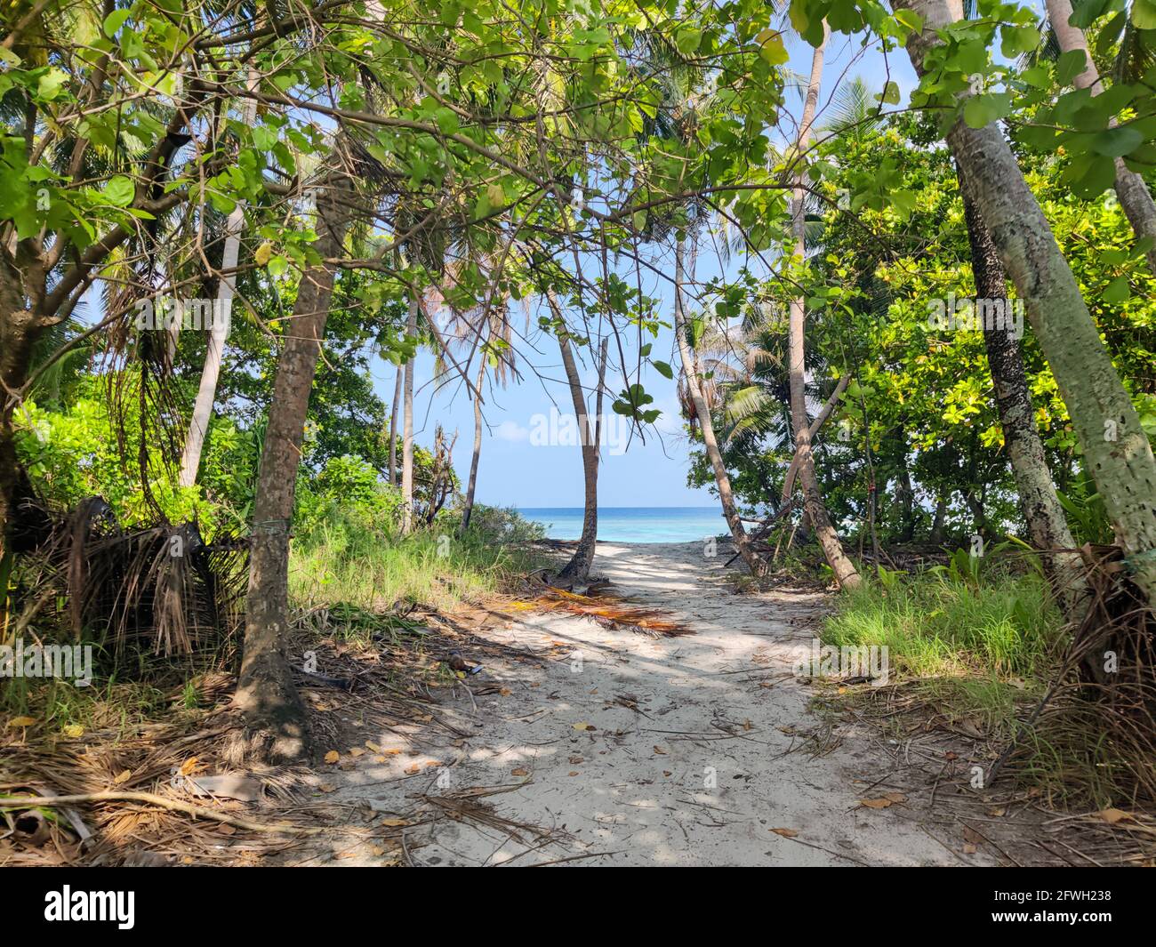 Tropical forest walk path, road between palm coconut trees, exotic ...