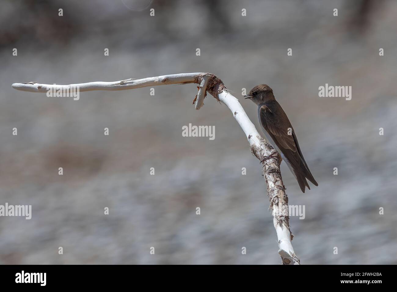 The sand martin (Riparia riparia). In Europe sand martin, bank swallow ...