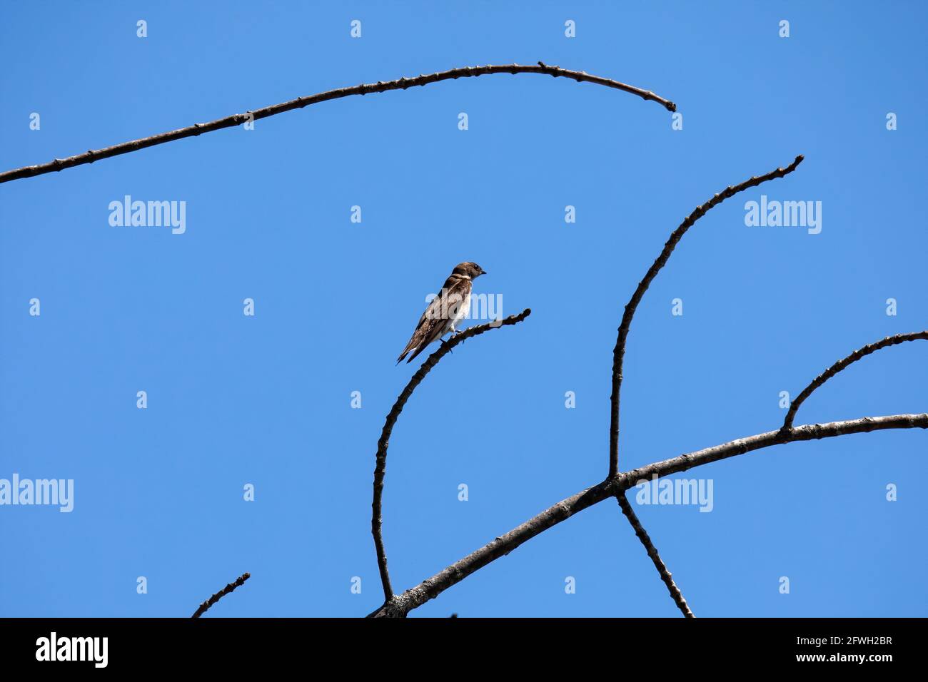 The sand martin (Riparia riparia). In Europe sand martin, bank swallow ...