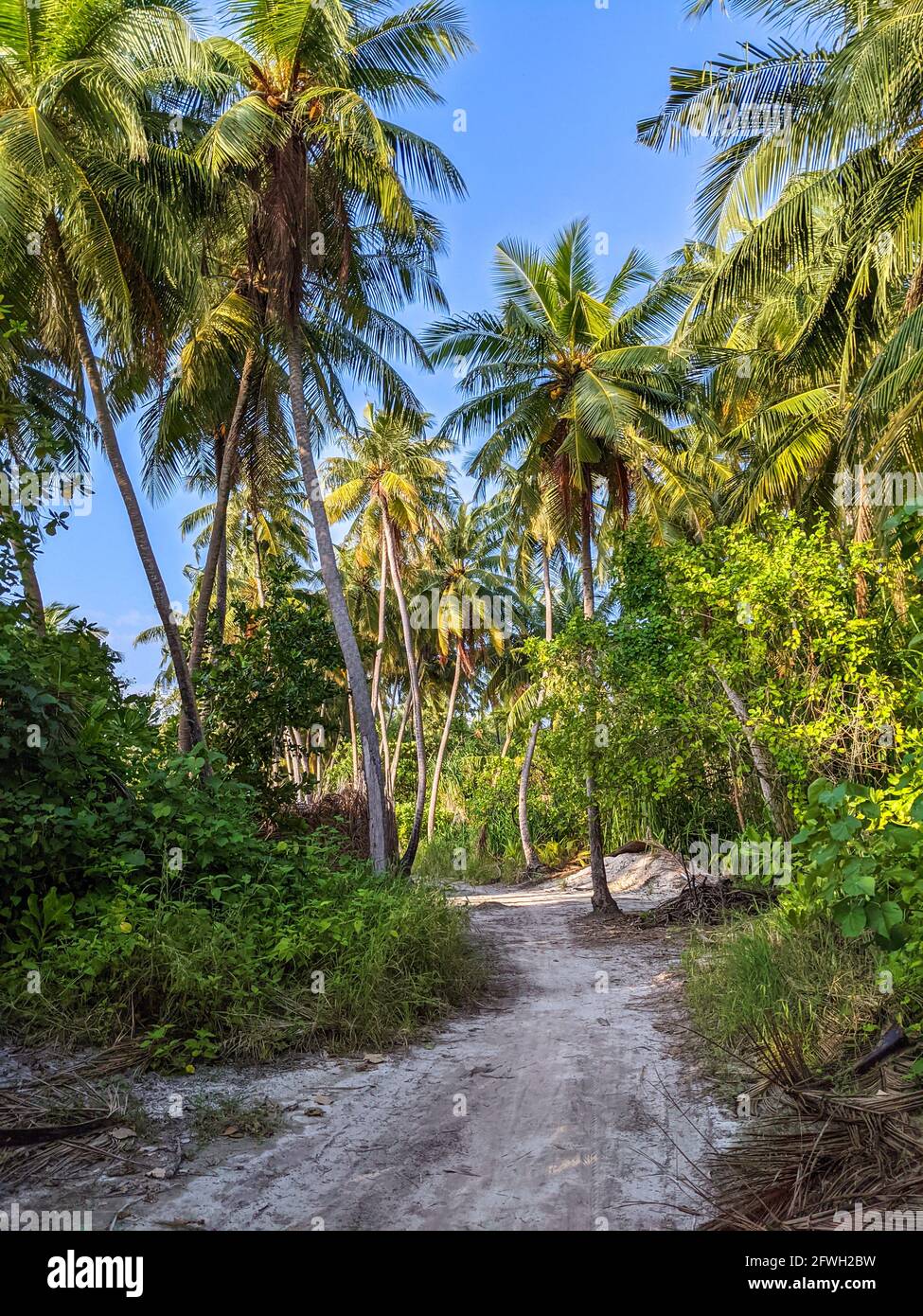 Coconut Tree Forest High Resolution Stock Photography and Images - Alamy