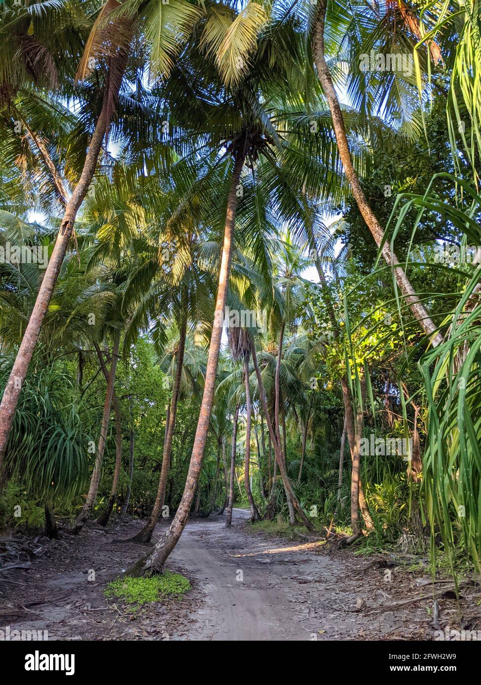 Tropical forest walk path, road between palm coconut trees, exotic ...