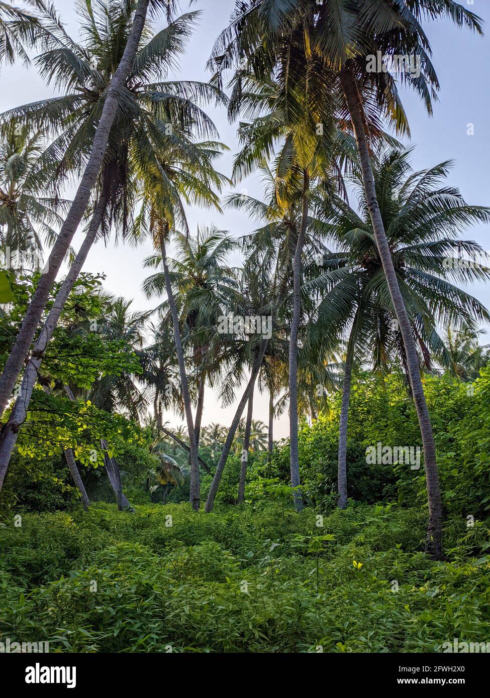Tropical forest walk path, road between palm coconut trees, exotic ...